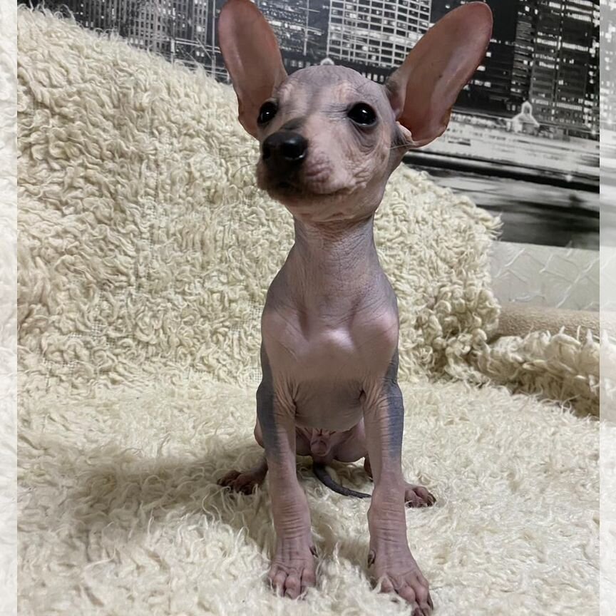 Ксолоитцкуинтли