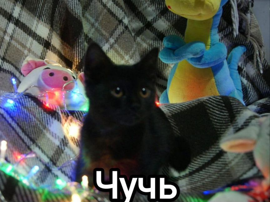 Кошки в добрые руки