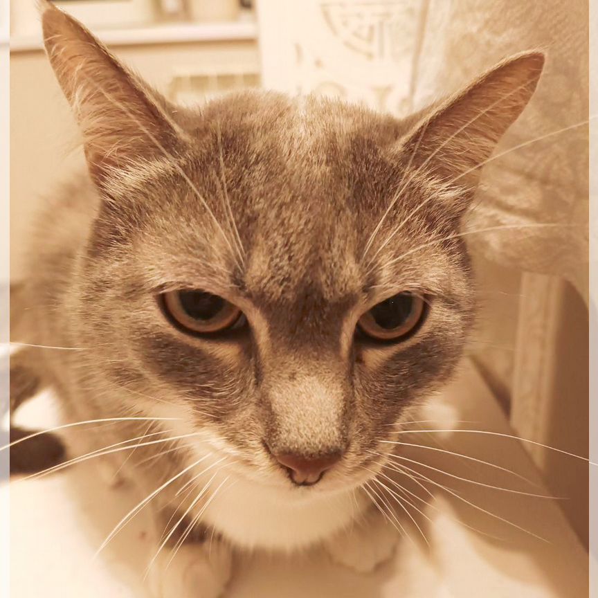Сибирский кот