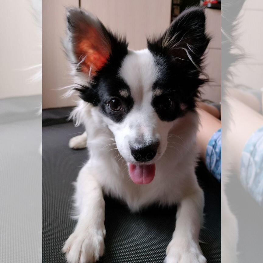 Отдам в добрые руки