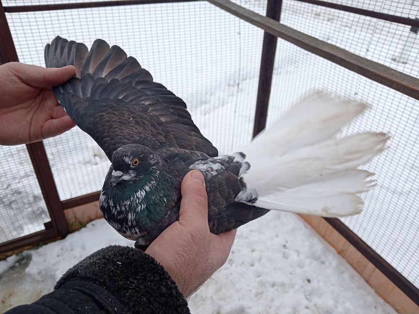 Продам голубей