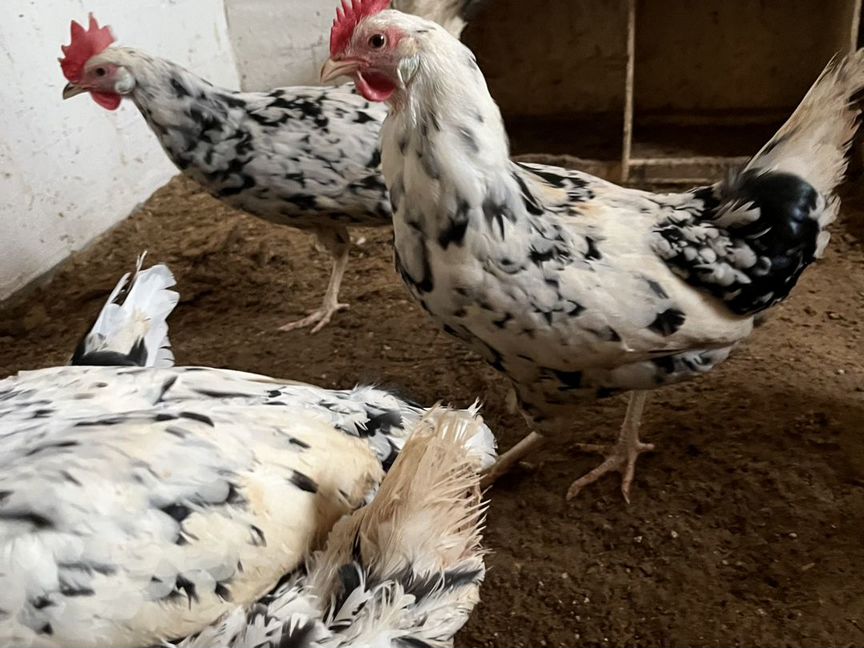 Куры леггорн далматинец