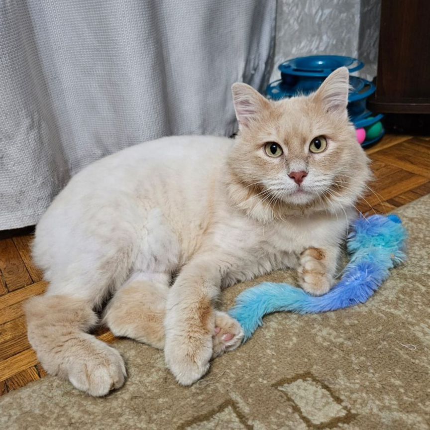 Ласковый рыжий кот в добрые руки