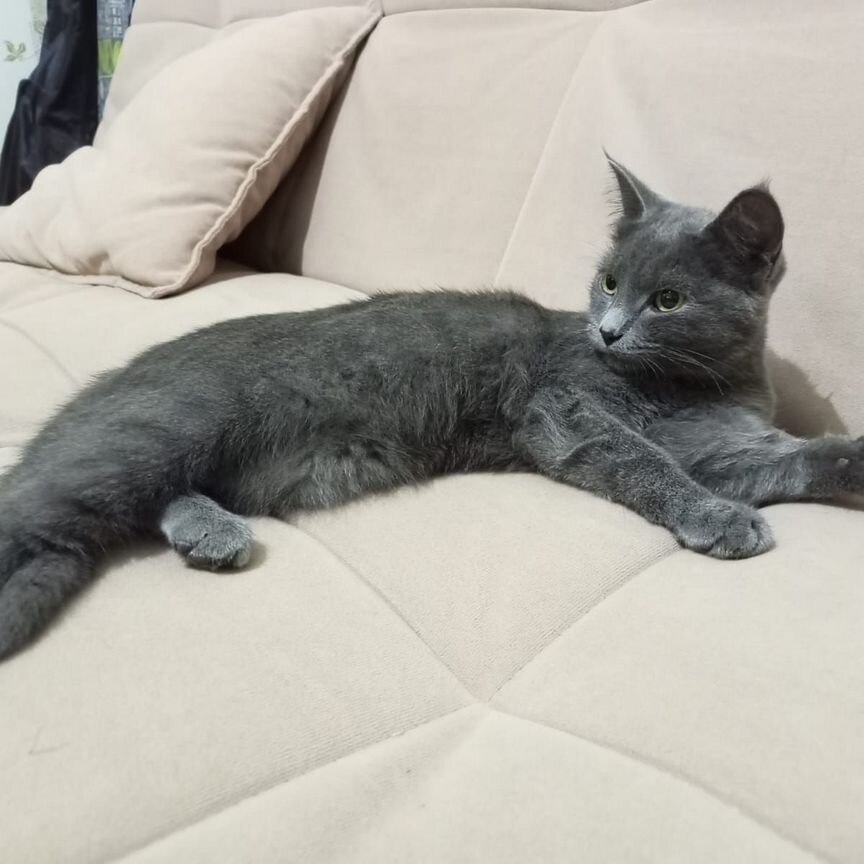 Отдадим кошку в добрые руки