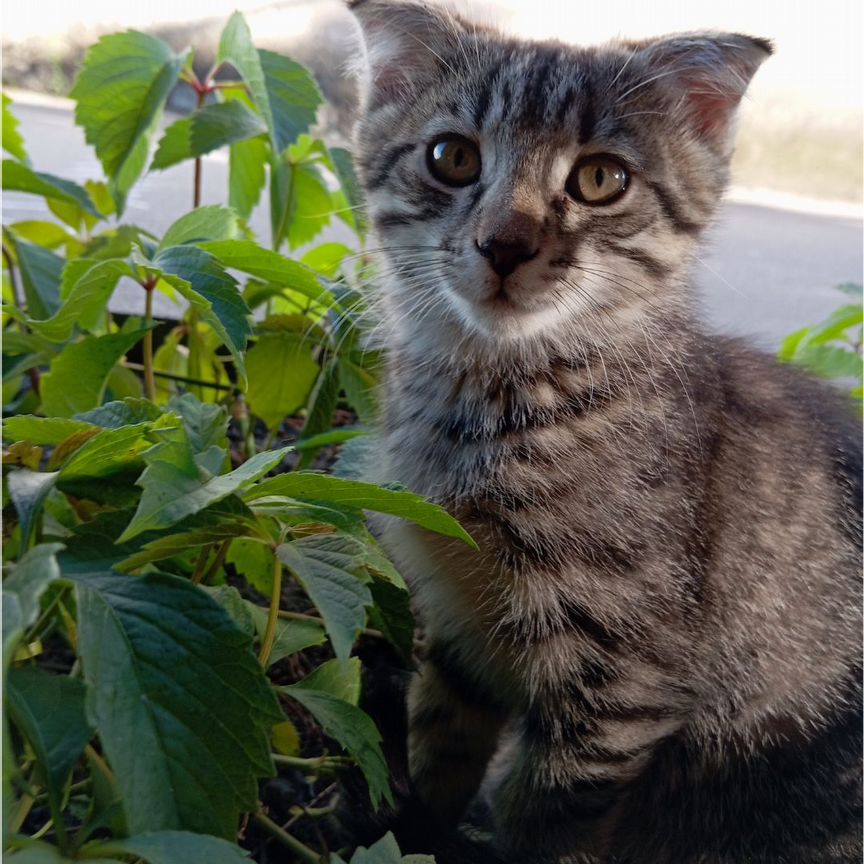 Шотландские вислоухие котята