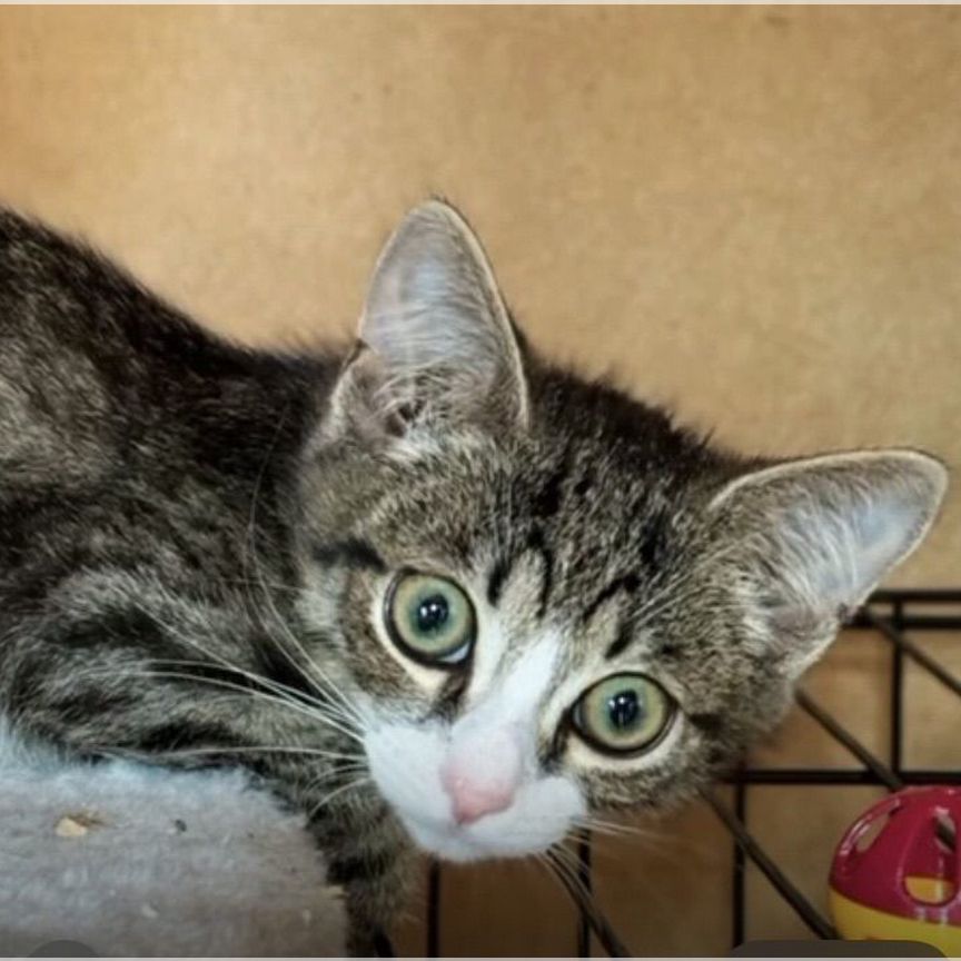 Возьмите котенка из приюта