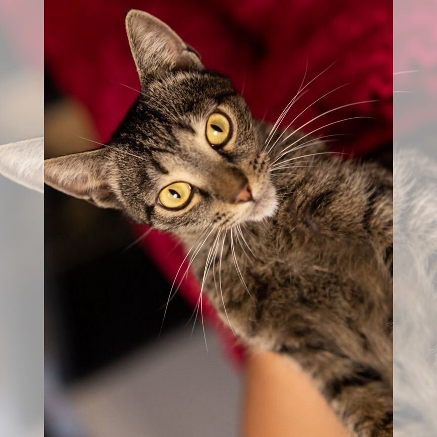 Взрослая, кошка в добрые руки