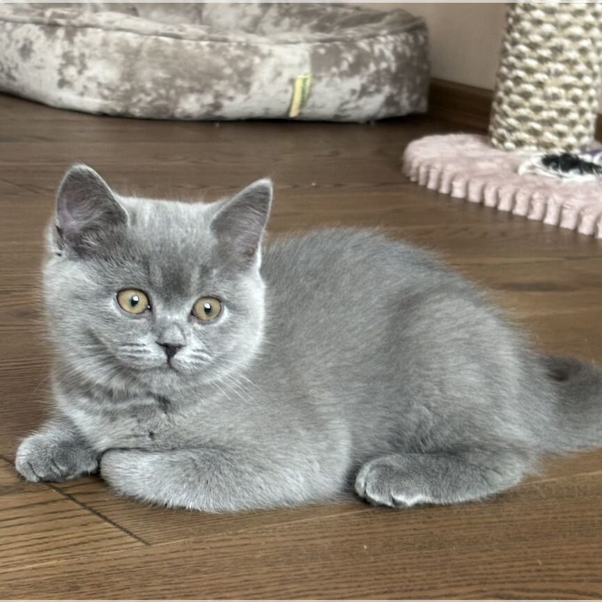 Британский короткошёрстный котёнок