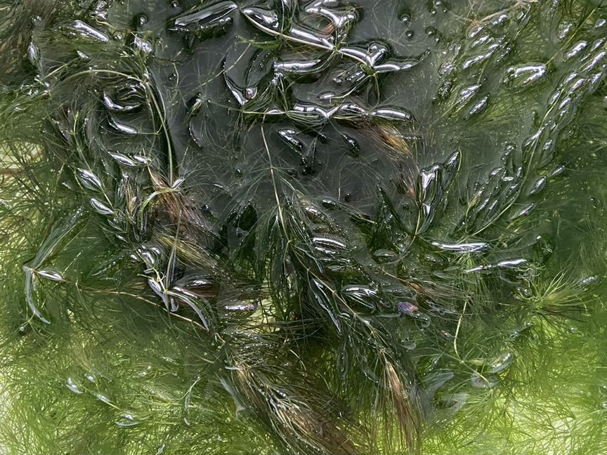 Роголистник в аквариум (прополка)