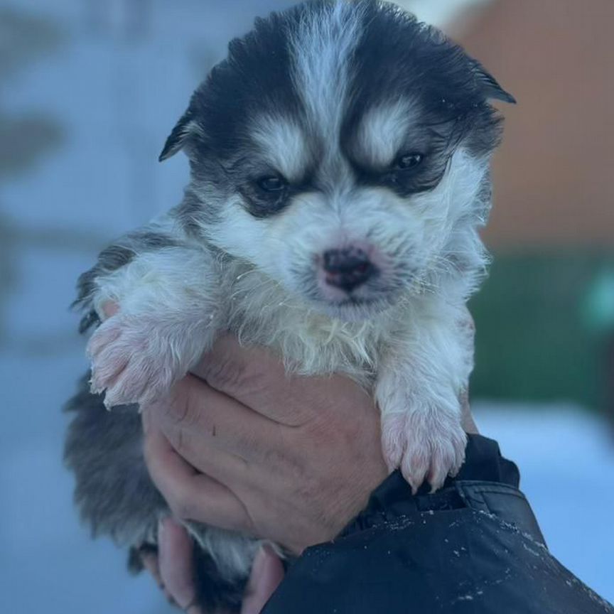 Щенок в добрые руки