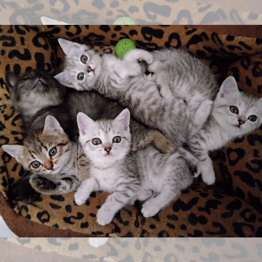 Британские котята, золотая шиншилла