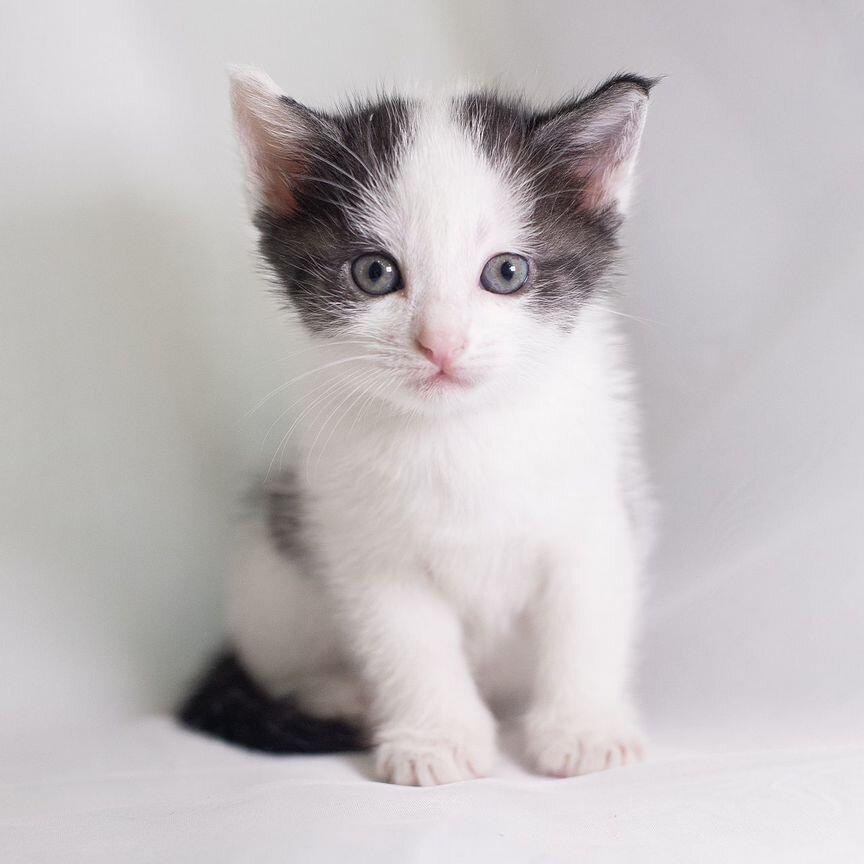 Котенок-мальчик в добрые руки (из приюта)