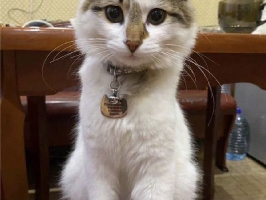 Домашние животные кошки