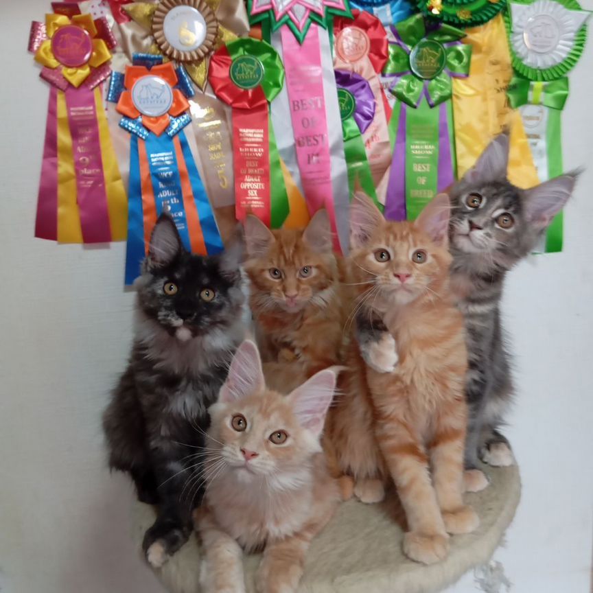 Котята Maine- Coon от чемпионов WCF
