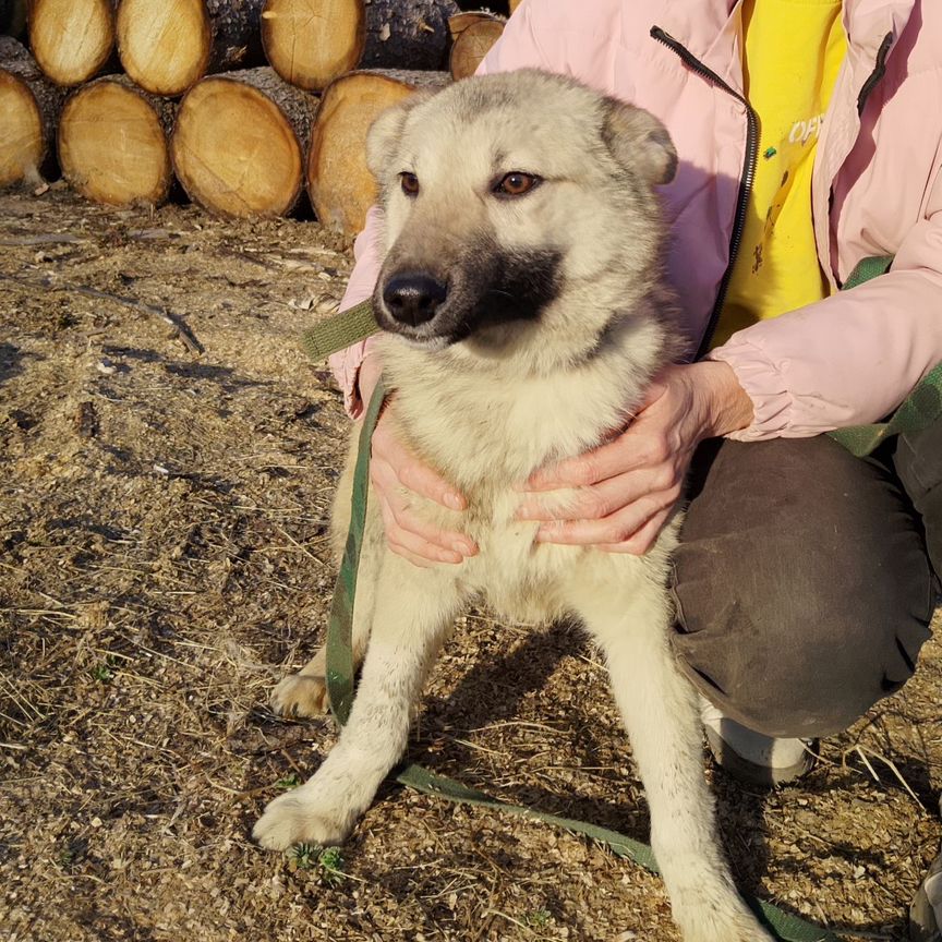 Щенок в добрые руки