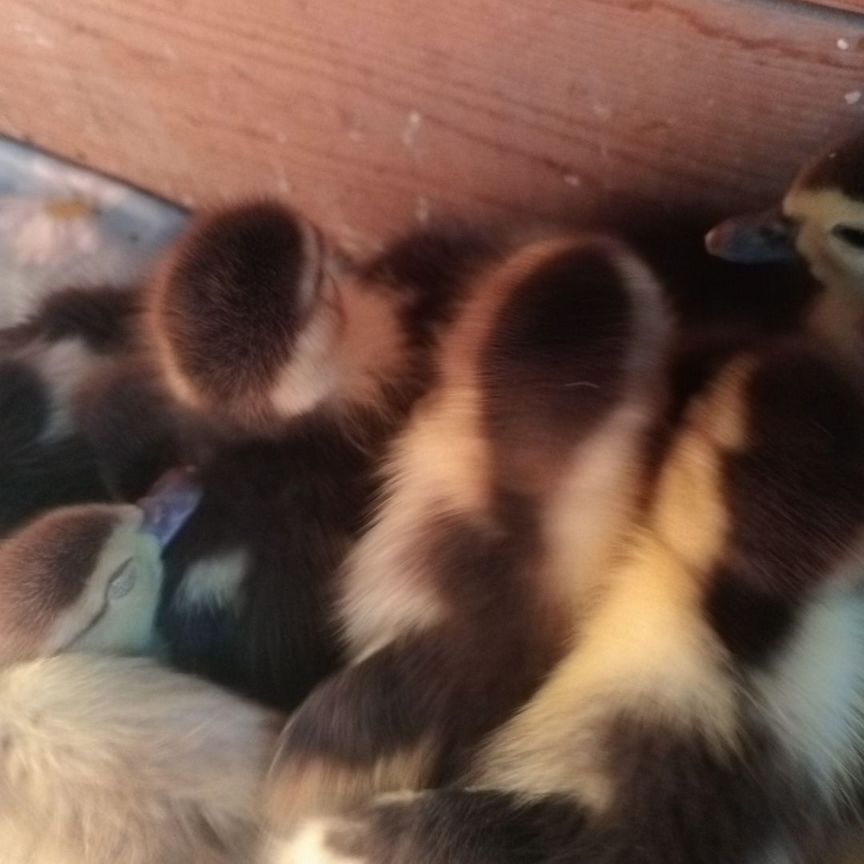 Утята индоутки