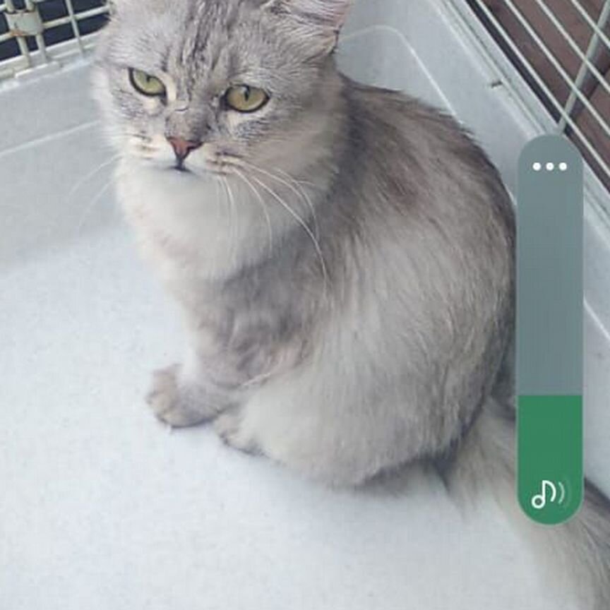 Сибирский котёнок