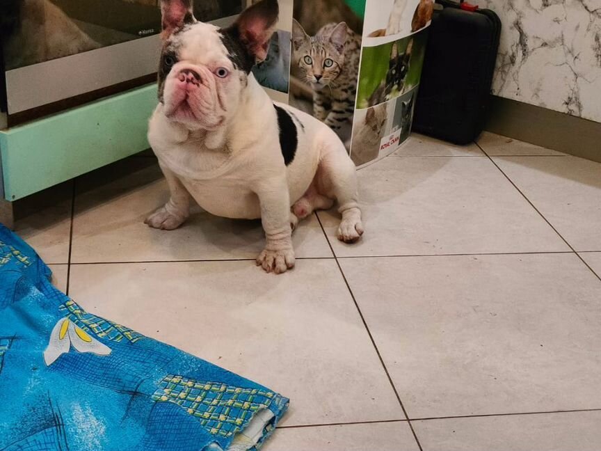 Французский бульдог