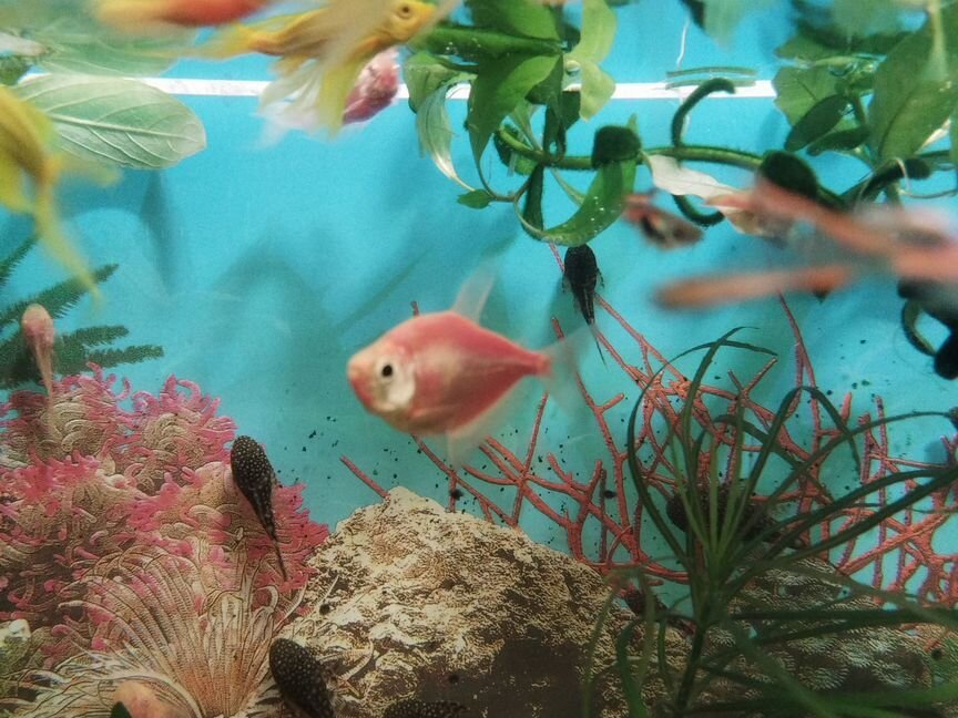 Аквариумные сомы