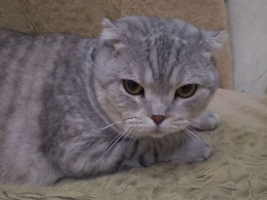 Шотландская вислоухая