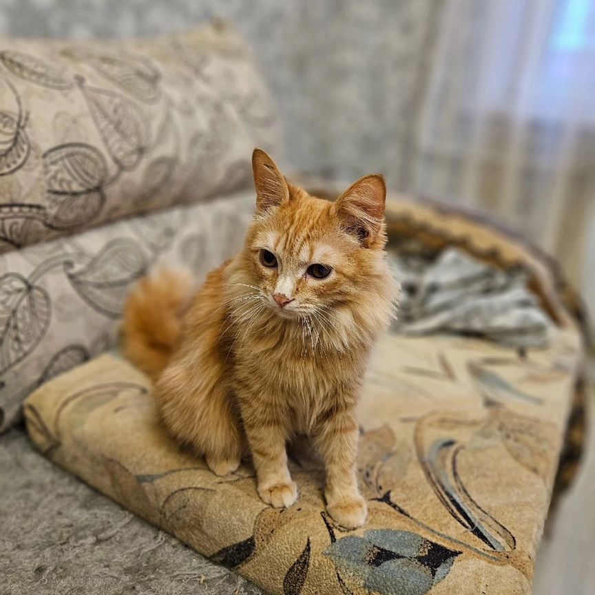 Котик в добрые руки