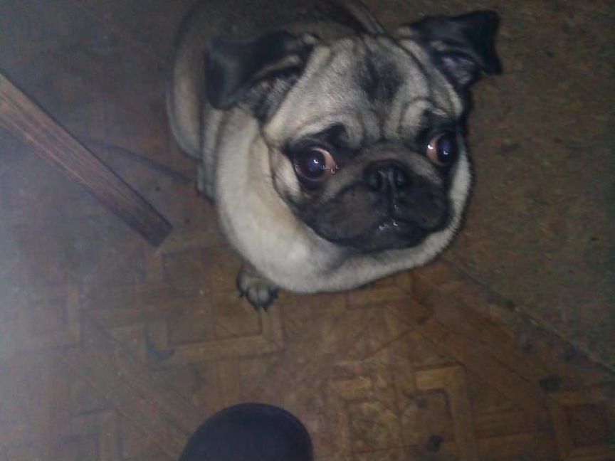 Найден мопс