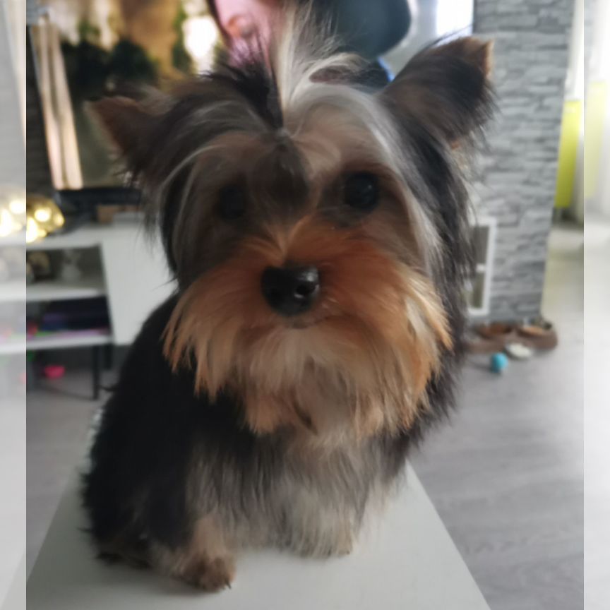 Йоркширский терьер, щенок