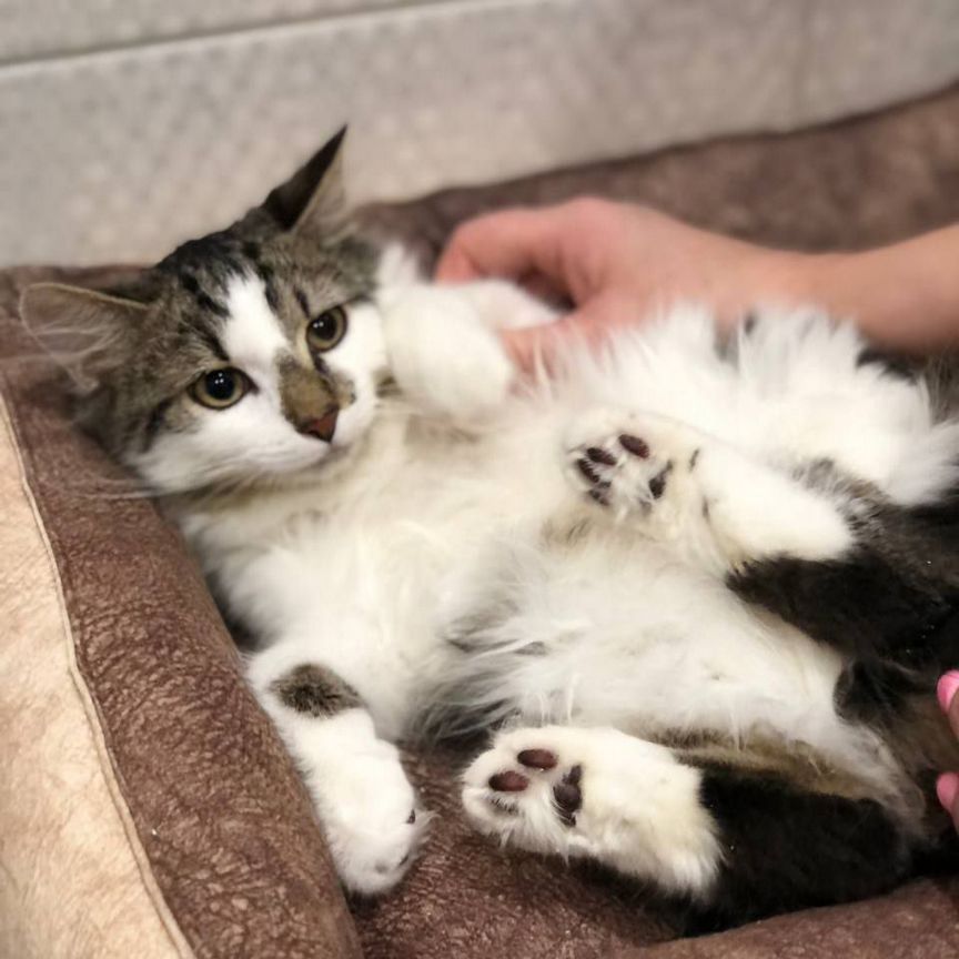 Котёнок Рональдиньо