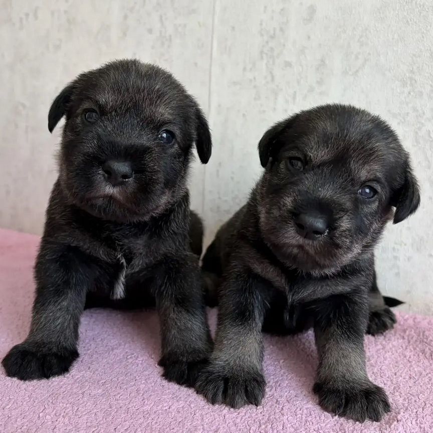 Миттельшнауцер, щенок