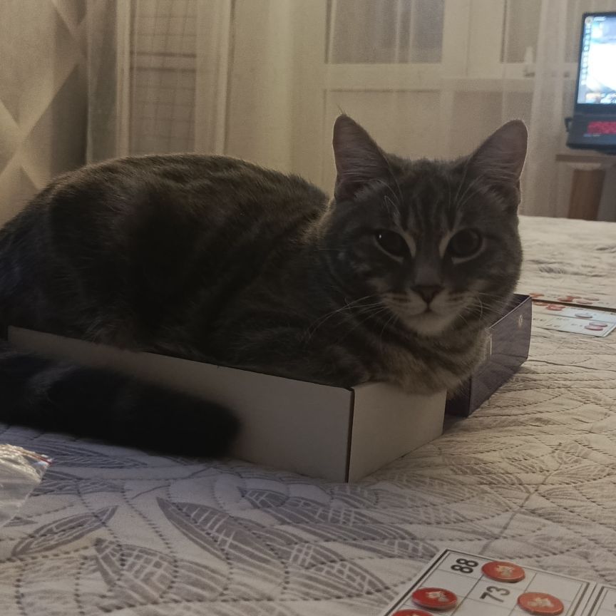Котик ищет невесту