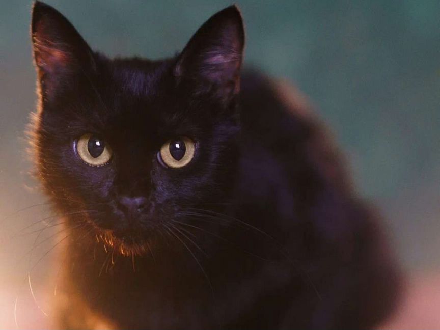 Прелестная пантерка