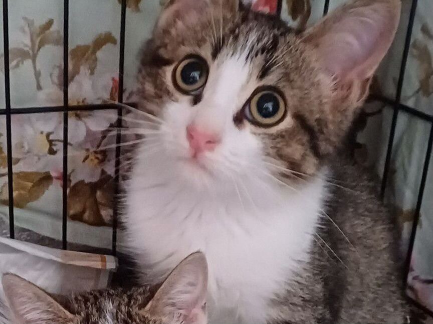 Котенок мальчик ищет семью