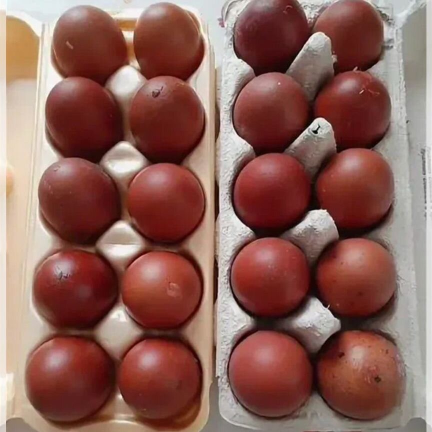 Инкубационное яйцо маран черно медный