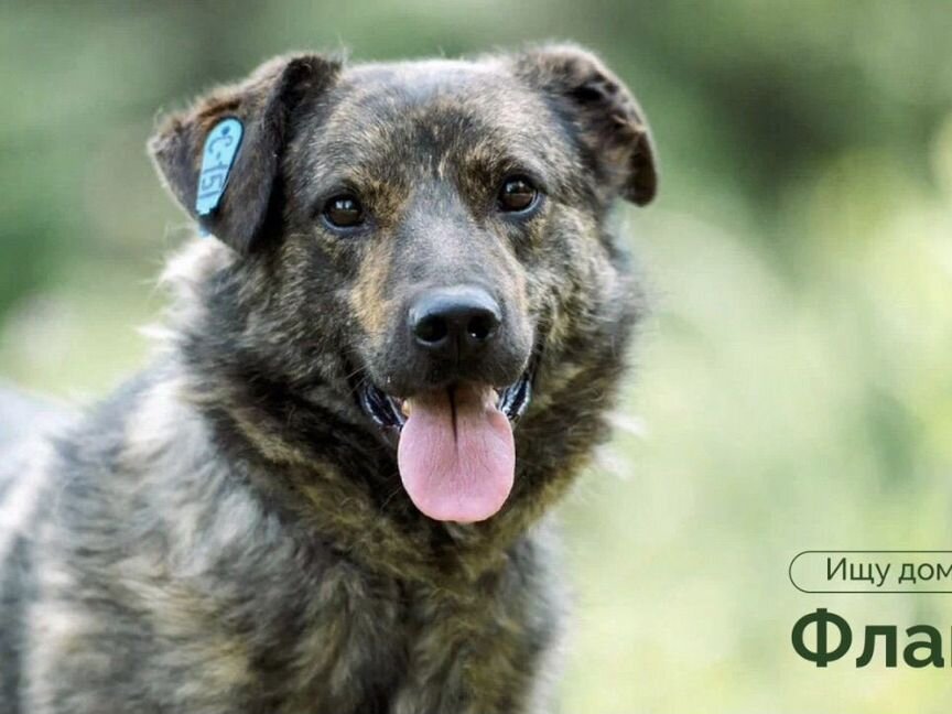 Собака в добрые руки бесплатно