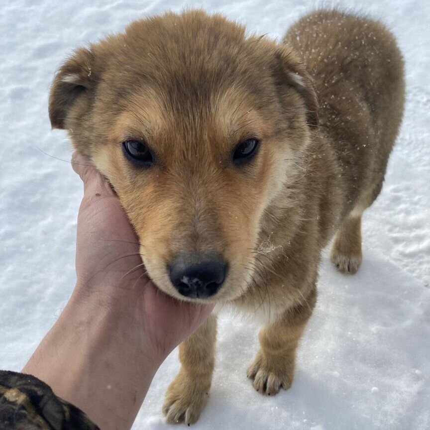 Щенок в добрые руки