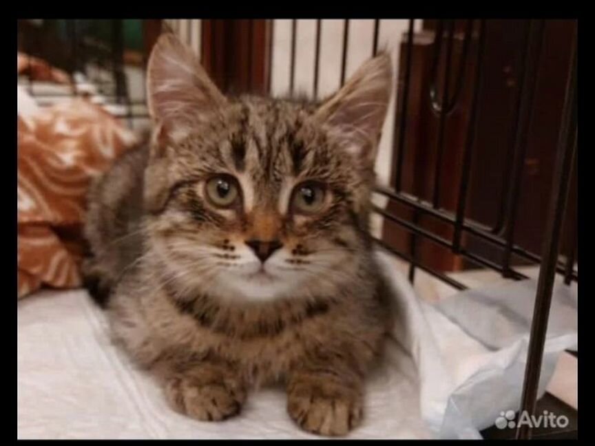 Котята в добрые руки, мальчик