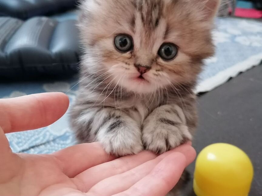 Шотландские котята