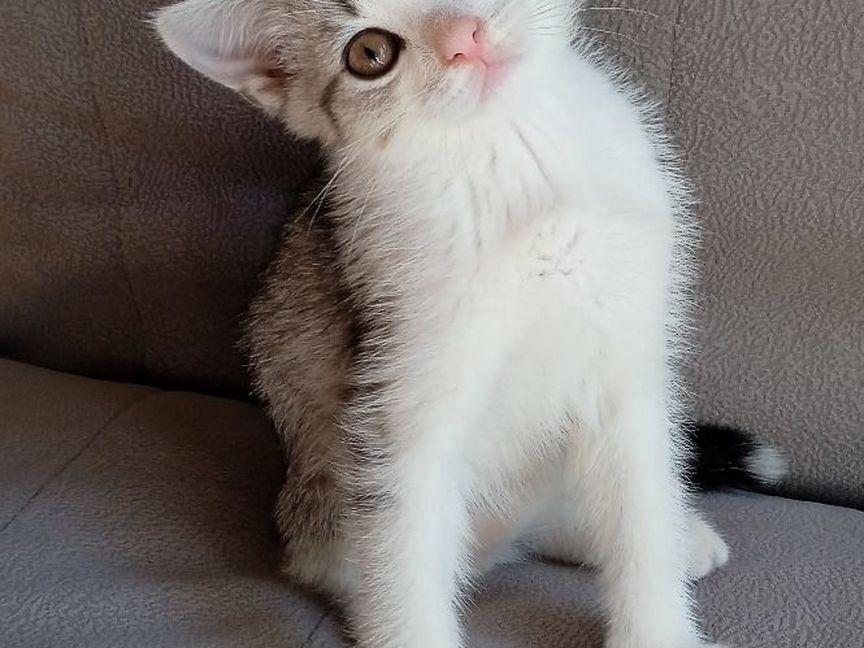 Очень ласковый котёнок