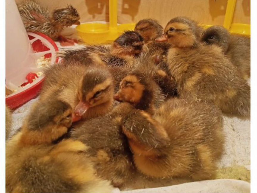 Утята суточные