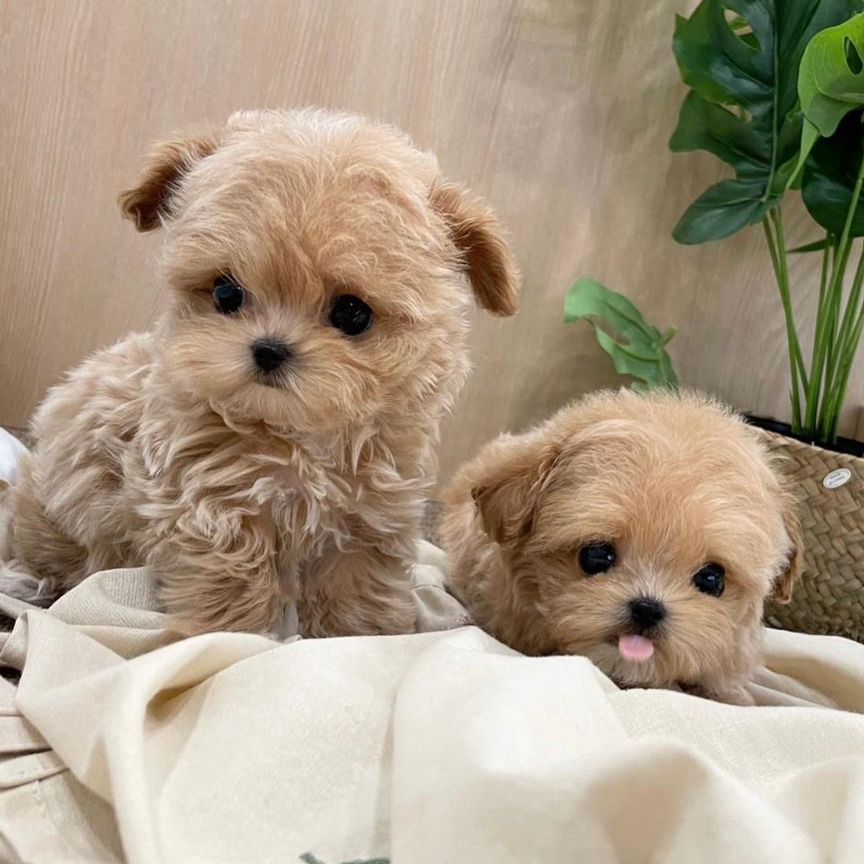 Мальтипу micro из кореи