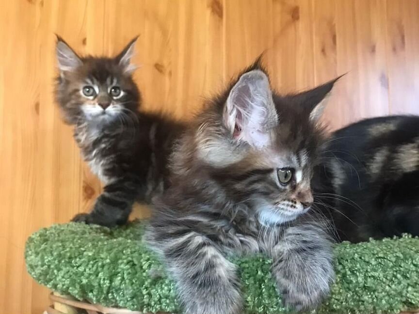 Котята Гиганты Мейн-Куны