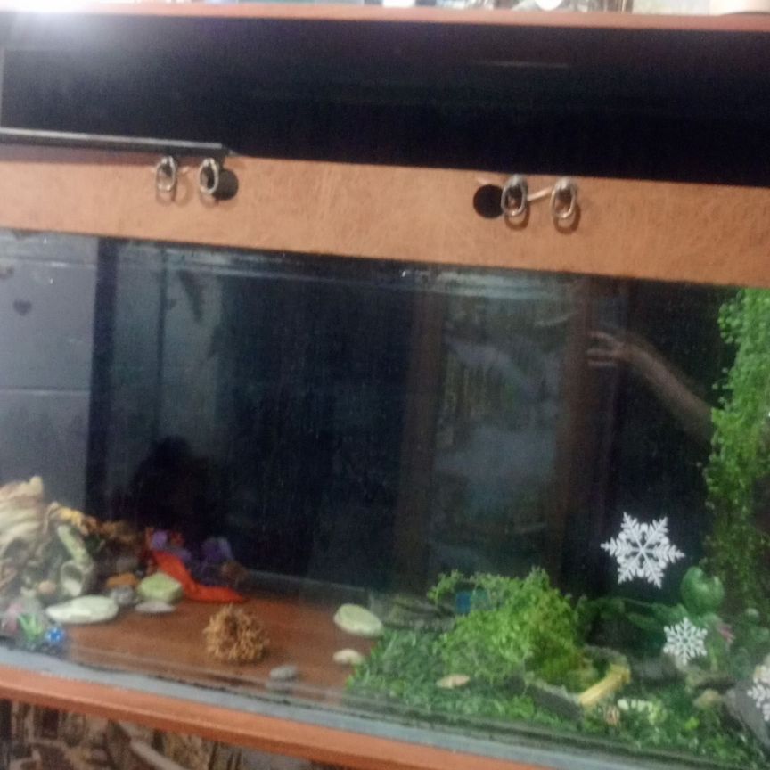 Аквариум и рыбки