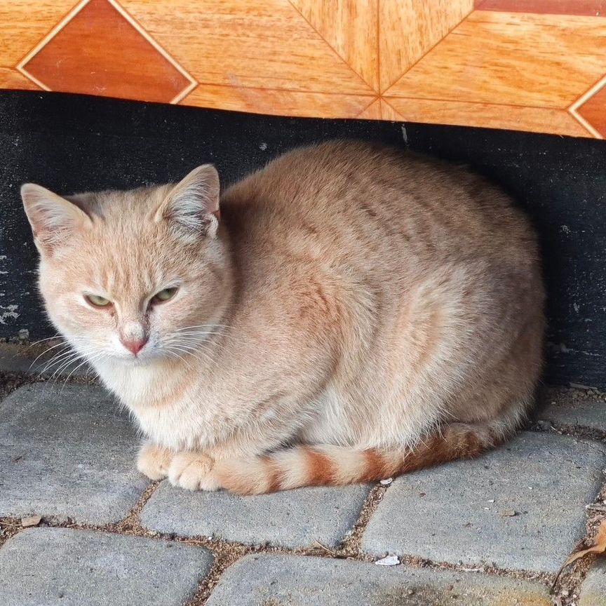 Рыжий котёнок Кабачок