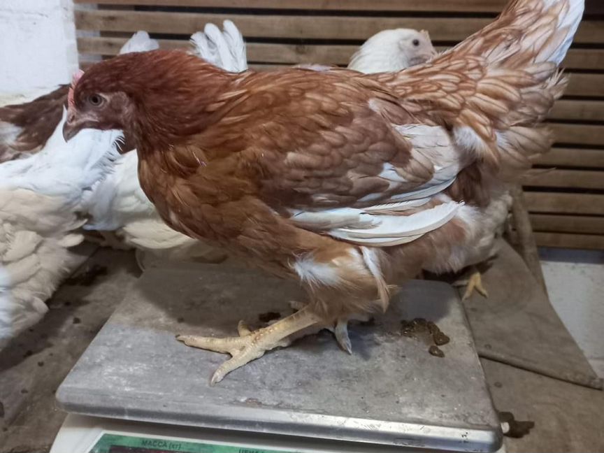 Куры молодки-несушки доминанты