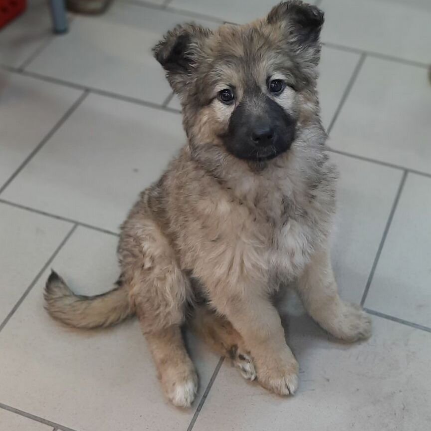 Щенок в добрые руки