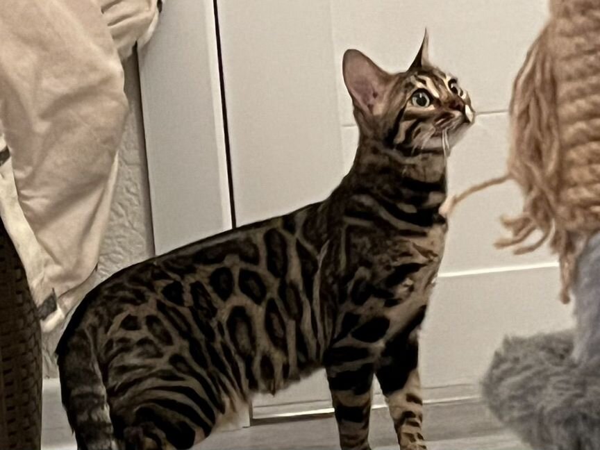 Бенгальская кошка