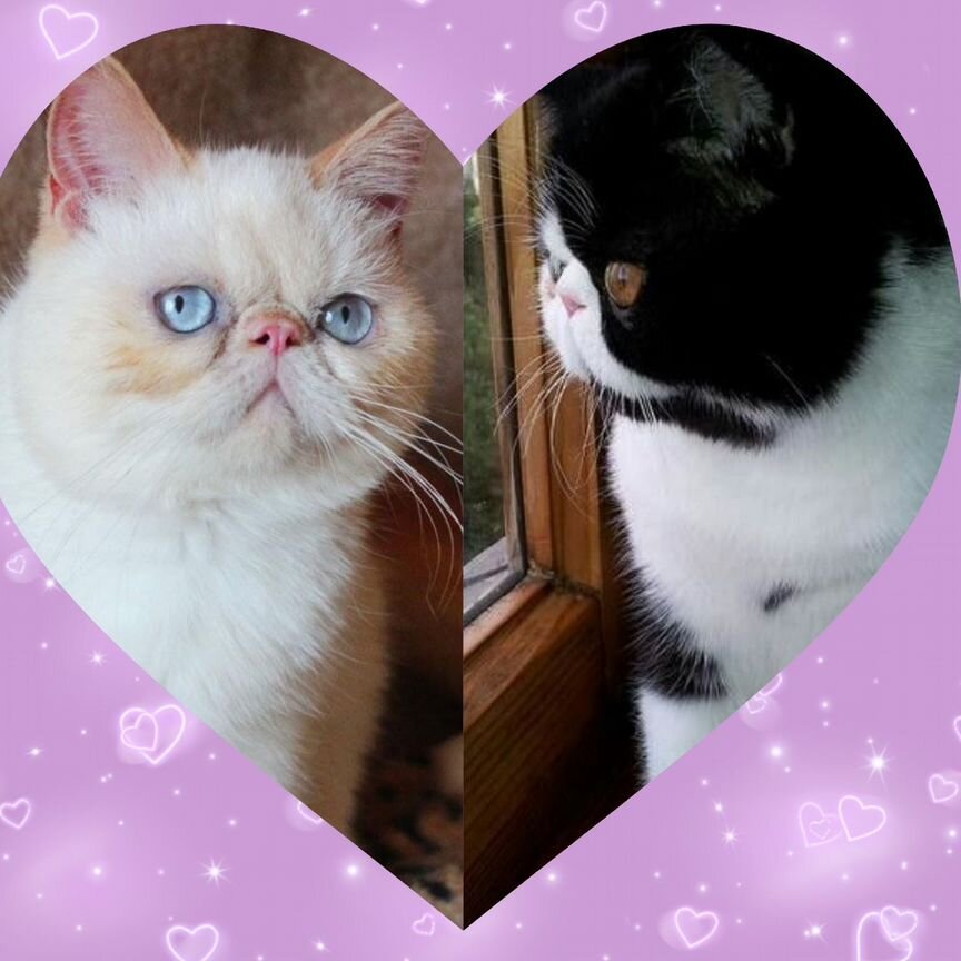 Шотландский вислоухий короткошёрстный, взрослый кот