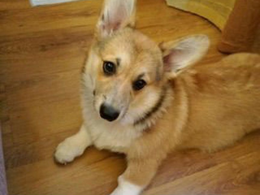 Щенок корги