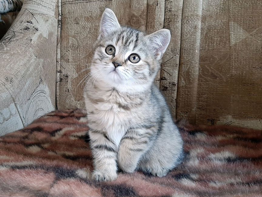 Британская кошечка 2 месяца
