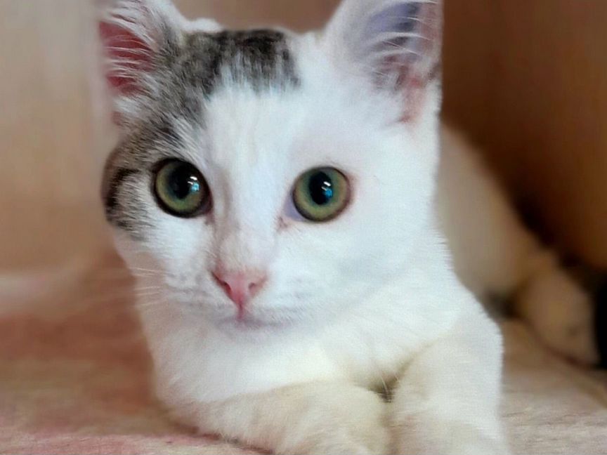 Котенок, ласковый, ручной ищет дом